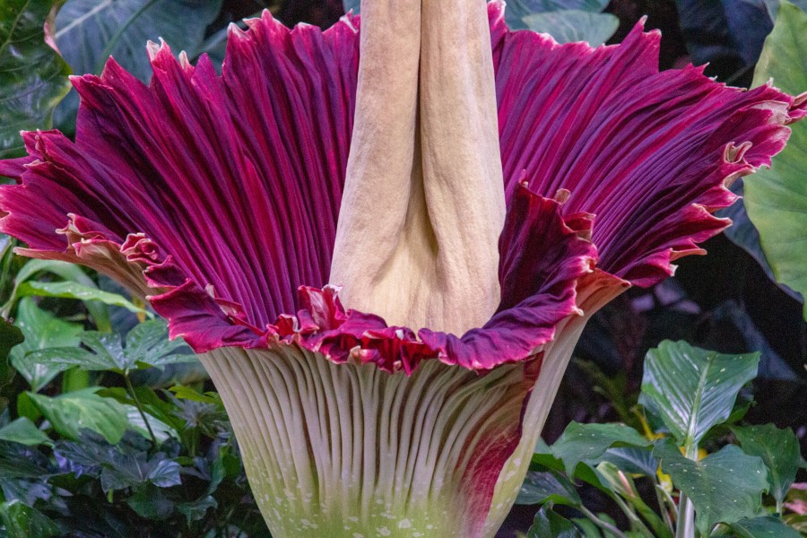 Rare ‘Corpse Flower’ about to bloom at San Diego Botanic Garden
