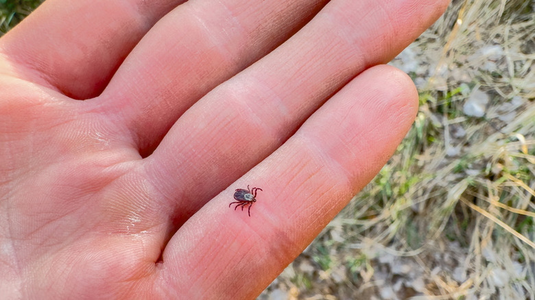 The Common Myth About Ticks And Trees In Your Yard