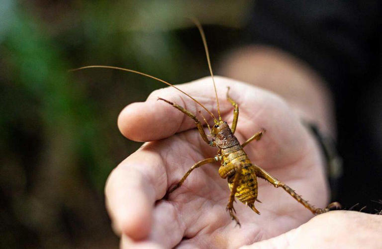 Nearly 200 ‘giant' bugs - among largest in the world - released in New ...