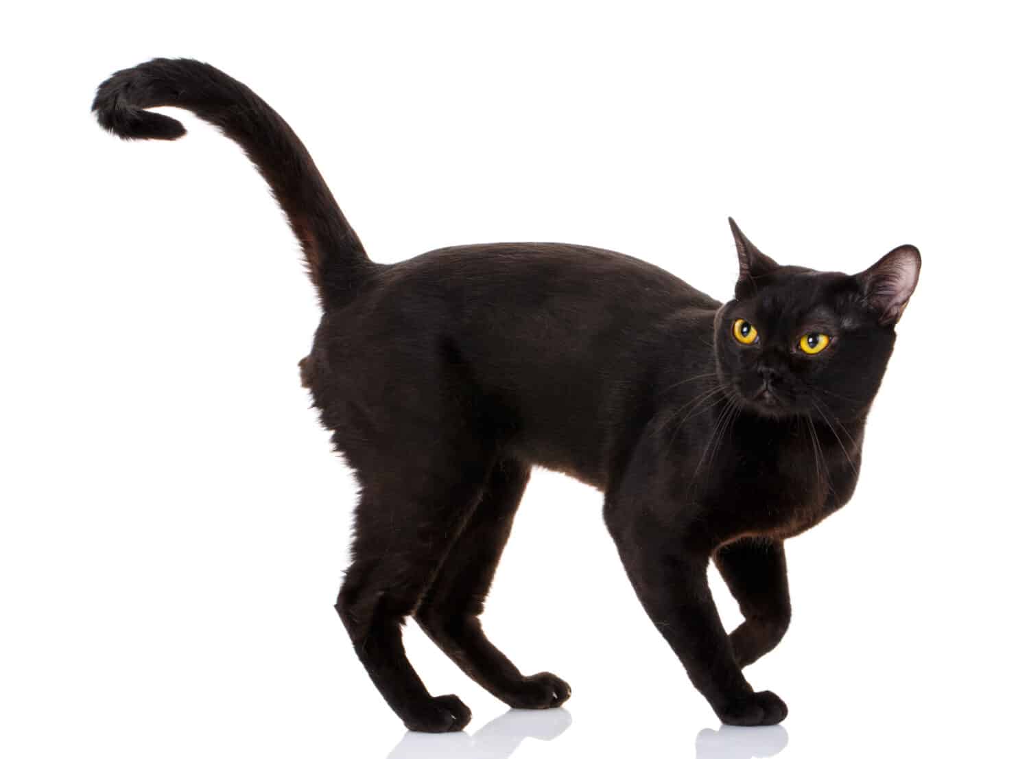 6 Common Reasons Your Cat Is Hiding Under Your Bed