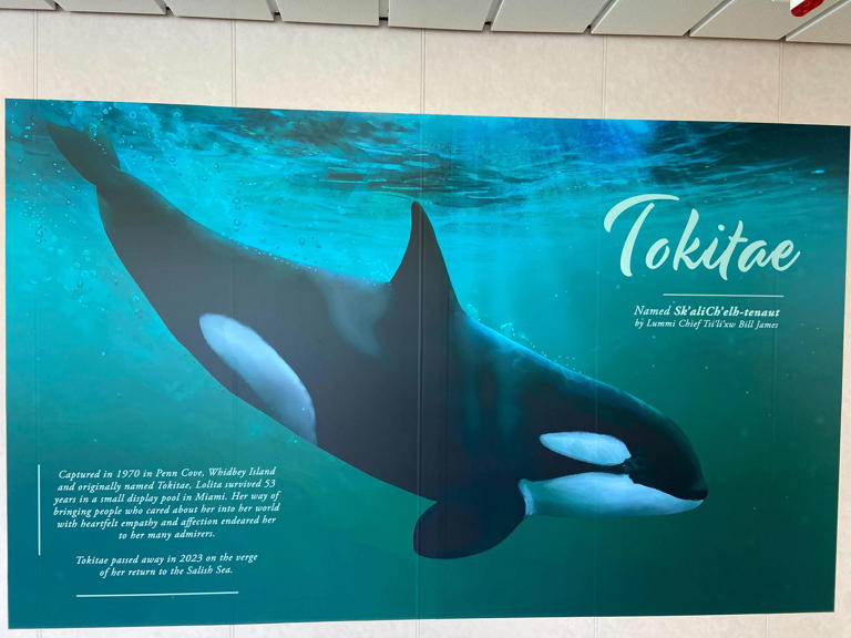 New interactive exhibit pays tribute to Tokitae