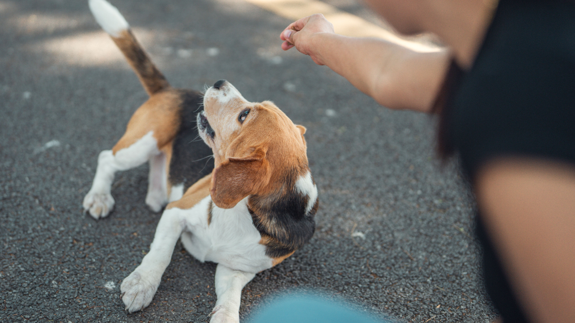 13 Stubborn Dog Breeds That Are Challenging To Train