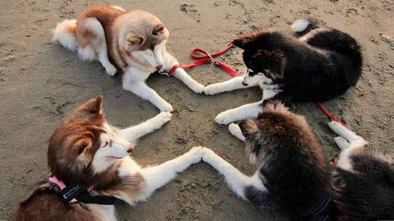 Living with a polite dog changes everything you think