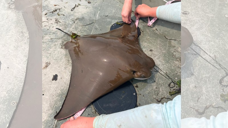 Marine biologists catch cownose ray in RI waters