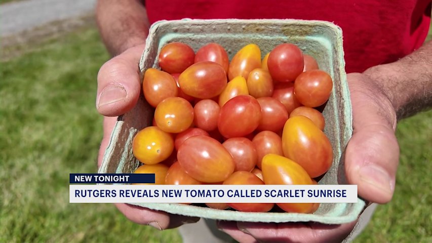 Rutgers unveils new Scarlet Sunrise sweet tomato