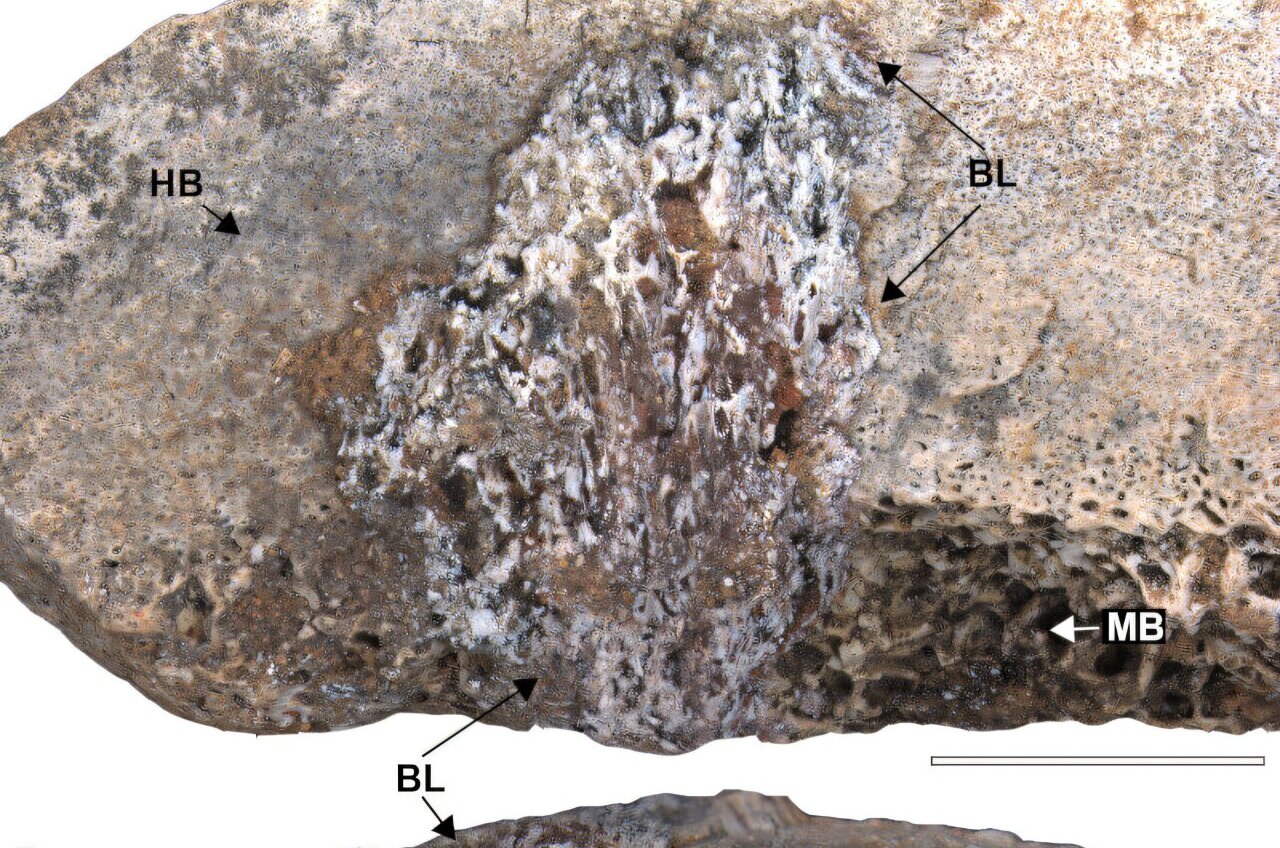 Deadly bone disease may have doomed Southeast Brazil's long-necked ...