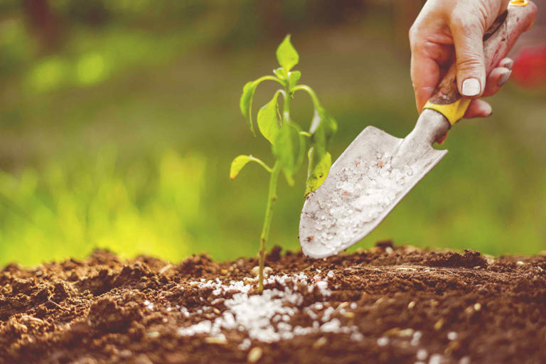 We Asked Gardening Pros If Epsom Salt Really Kills Weeds—They All Said ...
