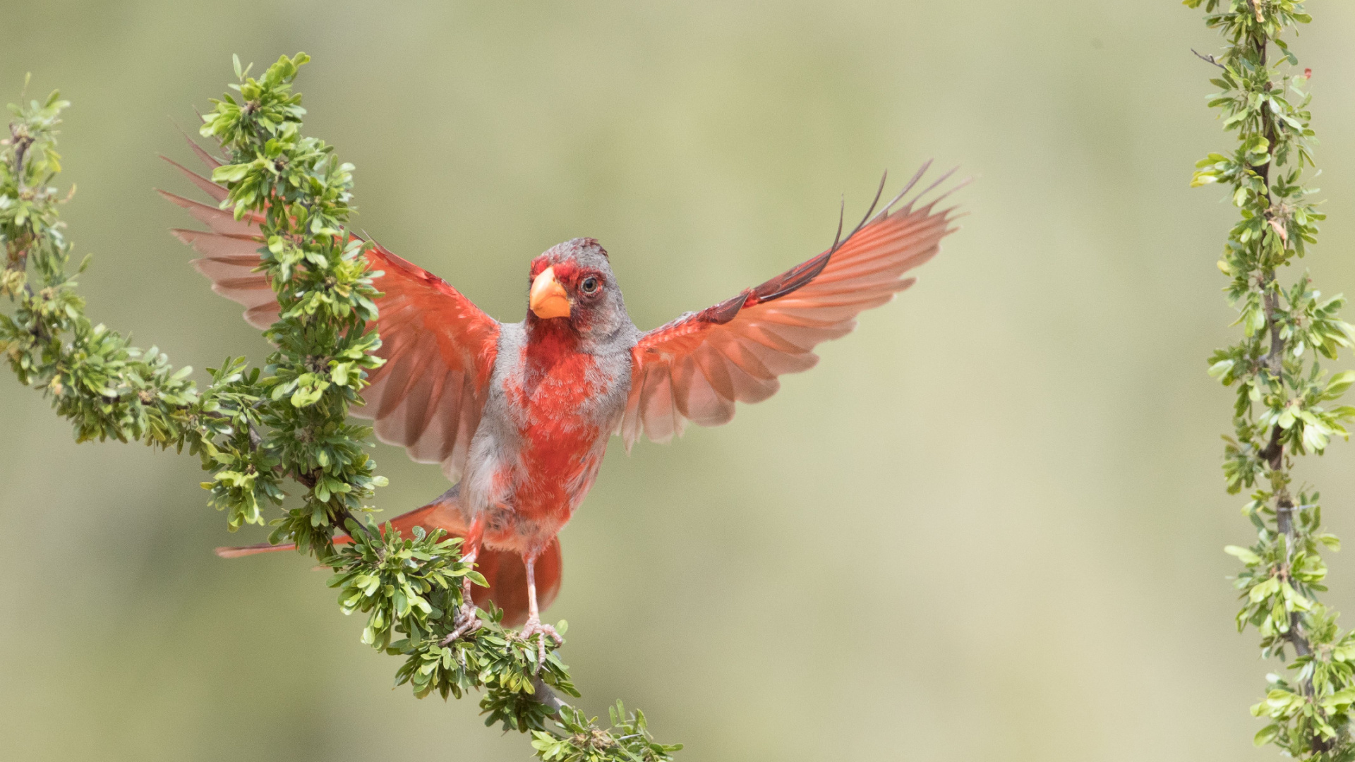 8 Birds That Look Like Cardinals But Aren’t