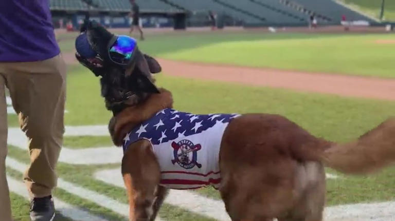 Meet Murphy the Winston-Salem Dash bat dog