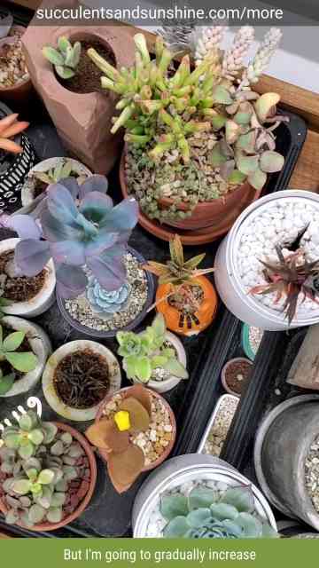 Sun-Kissed Succulents & Lazy Day Vibes: The Perfect Pair