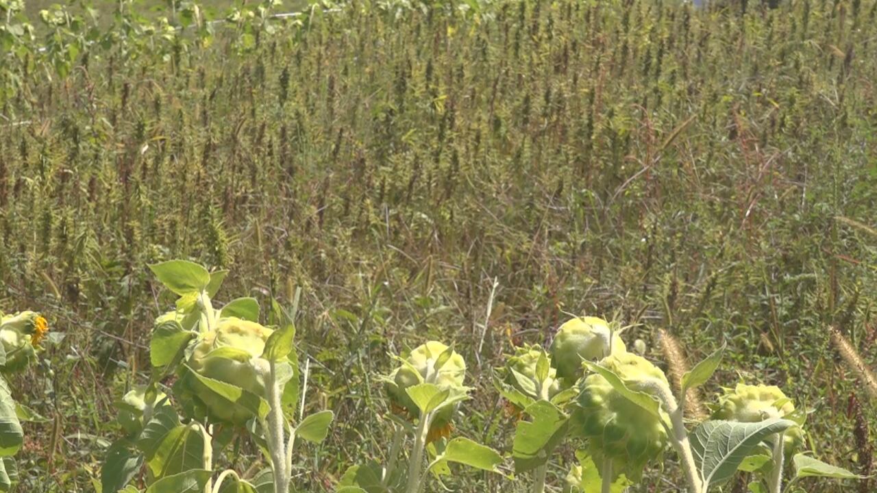 Bridgewater farm holds open house for hemp crop