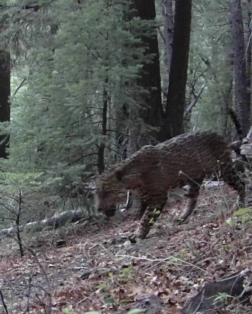 Researchers stunned as trail cameras capture rare sighting of creature ...