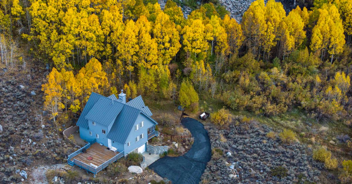 Wolves helped aspen trees thrive in Yellowstone National Park: Study