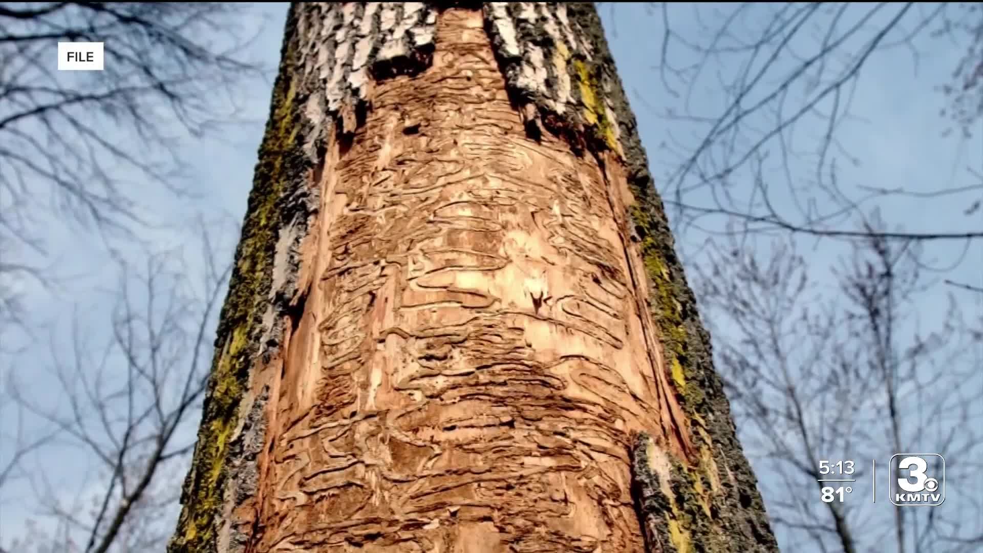 An invasive species is killing Ash Trees: how you can prevent its spread