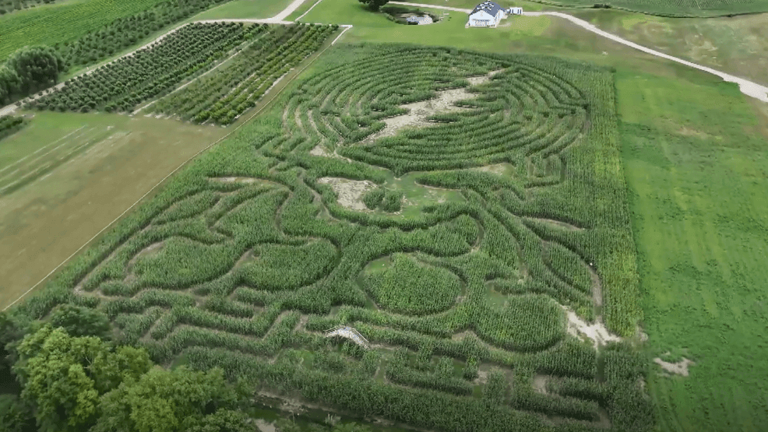 Traverse City's Jacobs Farm unveils Grateful Dead-themed corn maze