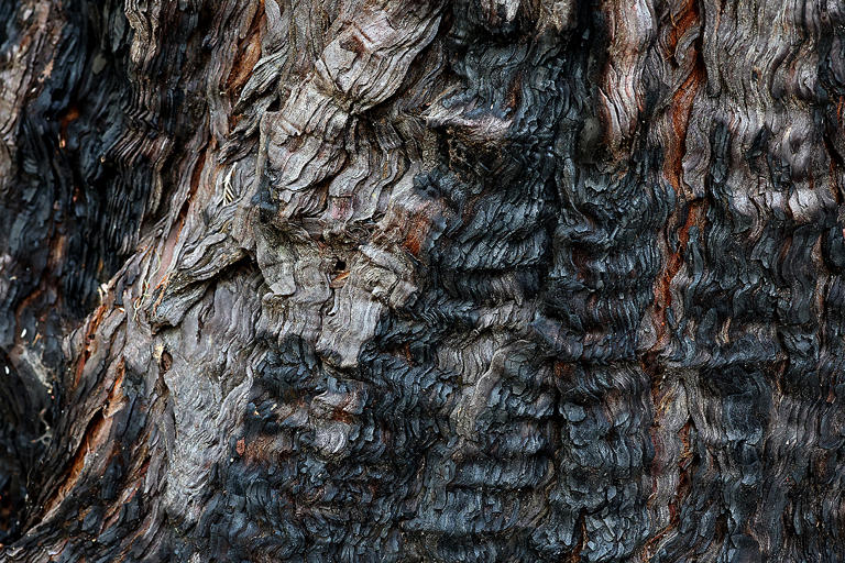 Photos | A look around Big Basin Redwoods State Park 5 years after CZU ...