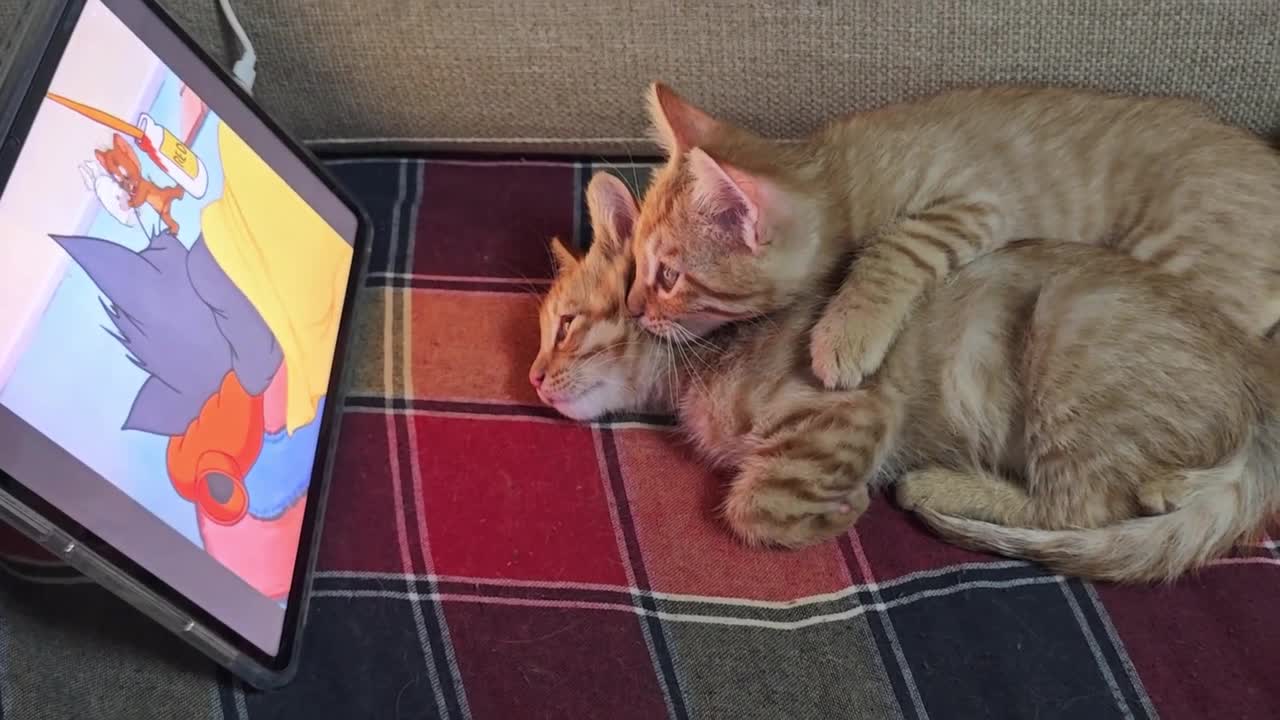 Two cats snuggle together to watch Tom and Jerry cartoon