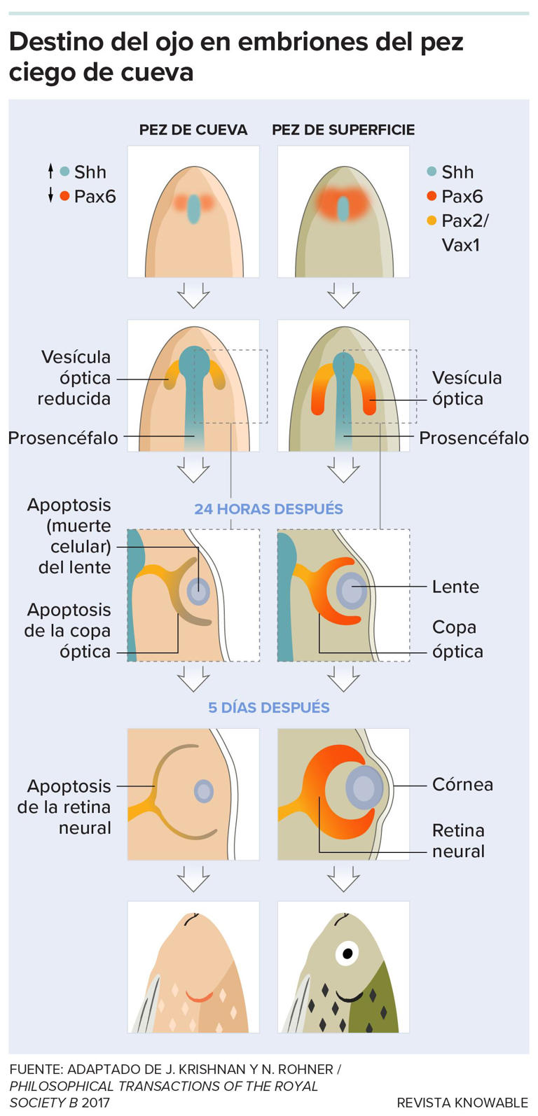 Así fue como estos peces se volvieron ciegos para vivir en la oscuridad