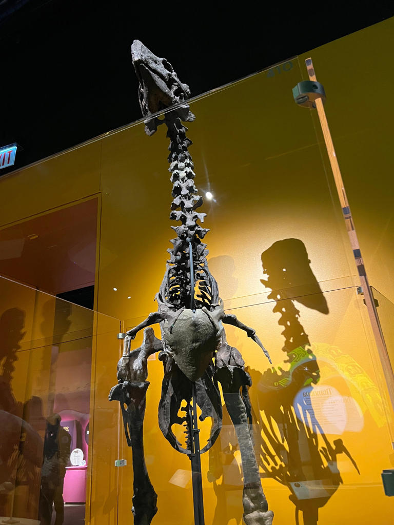 New Field Museum exhibit tells story of life on Earth after dinosaurs ...