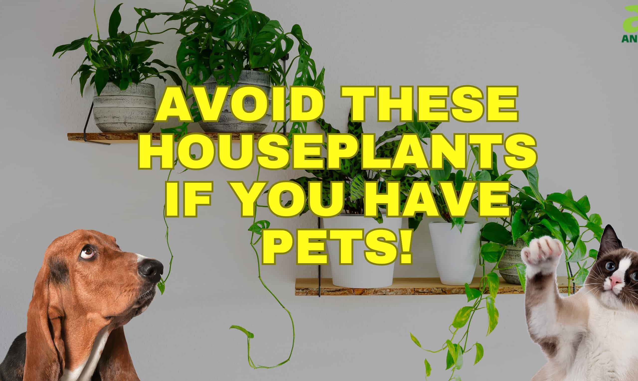 8 Houseplants That Are Poisonous to Dogs and Cats