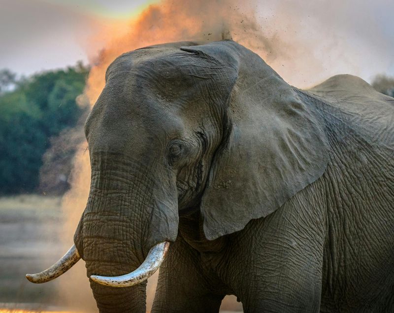 11 Dominant Animals With No Natural Predators