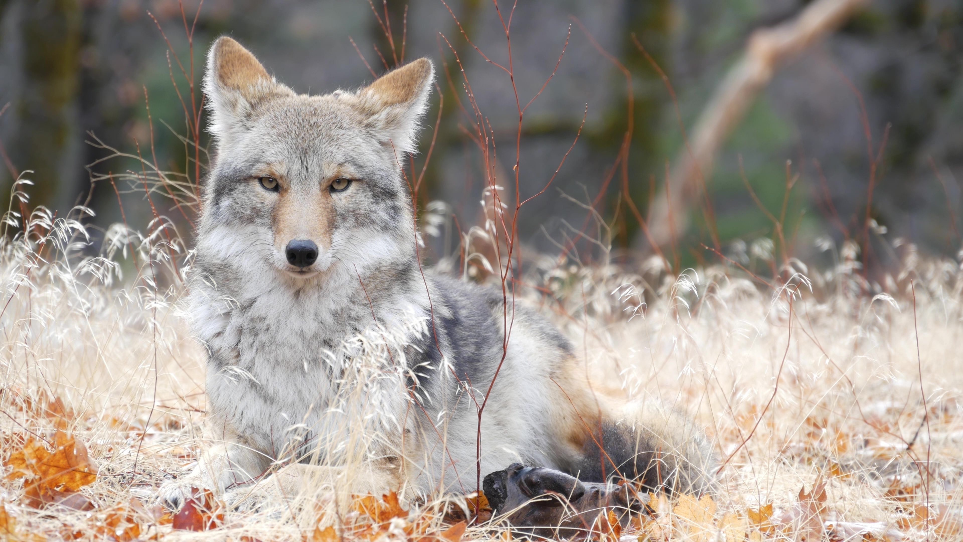 9 Scents That Attract Coyotes To Your Yard