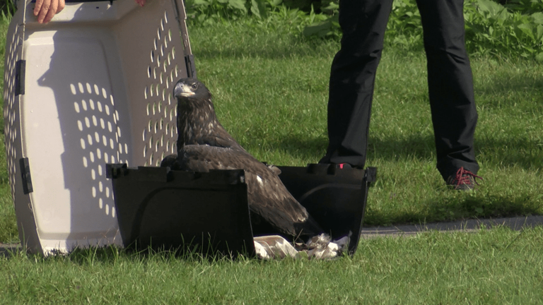 Eagle released back into the wild after recovering at Bay Beach ...