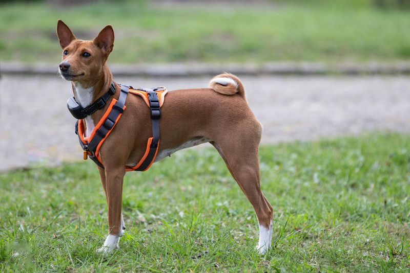 13 Stubborn Dog Breeds That Are Challenging To Train