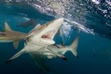 Shark Teeth May Start to Decay as Ocean Water Becomes Increasingly Acidic