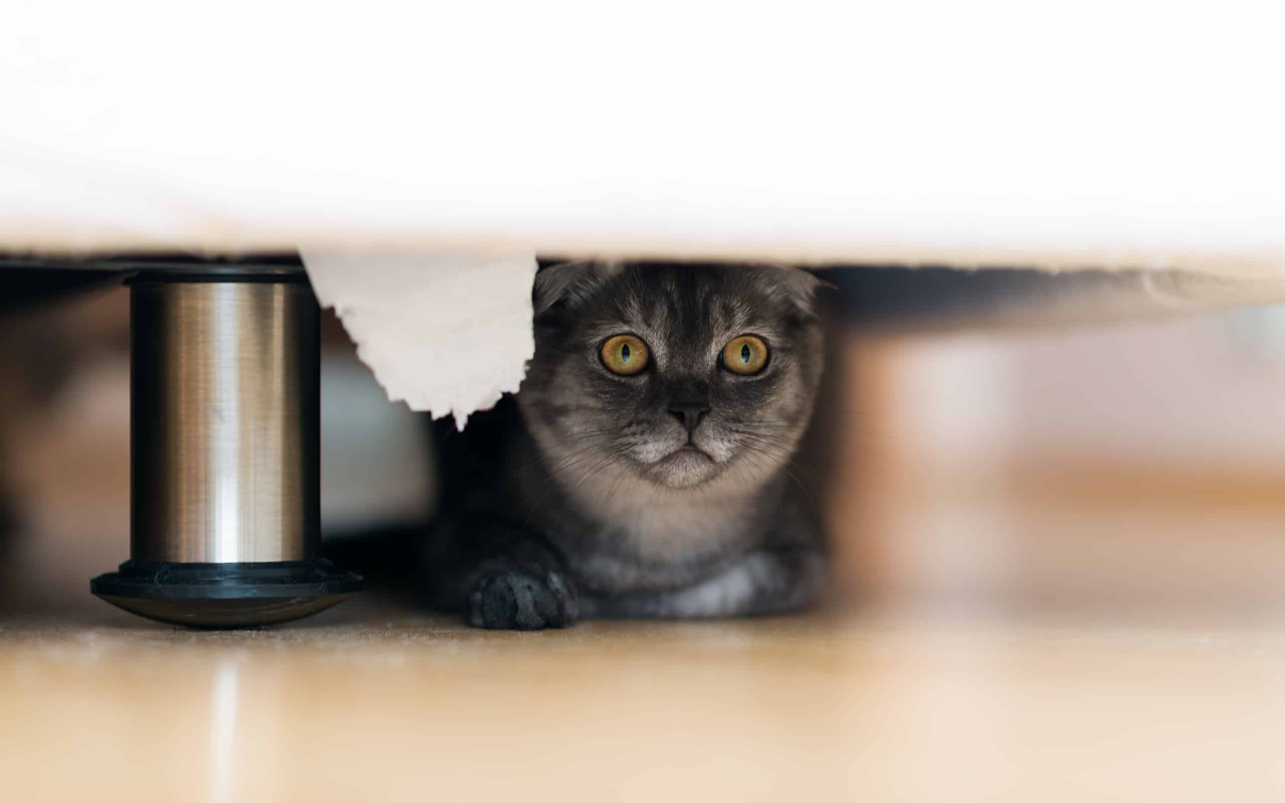 6 Common Reasons Your Cat Is Hiding Under Your Bed