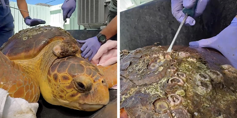 Rescuers Pry Barnacles Off Sea Turtle, Giving Her A Life-Changing Makeover