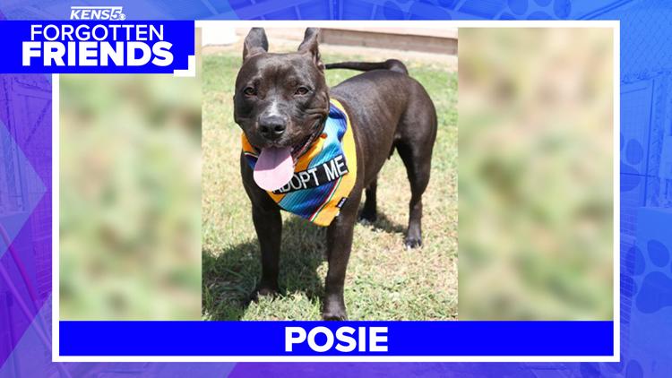 Posie the terrier seeks a loving home after 120 days at San Antonio ...