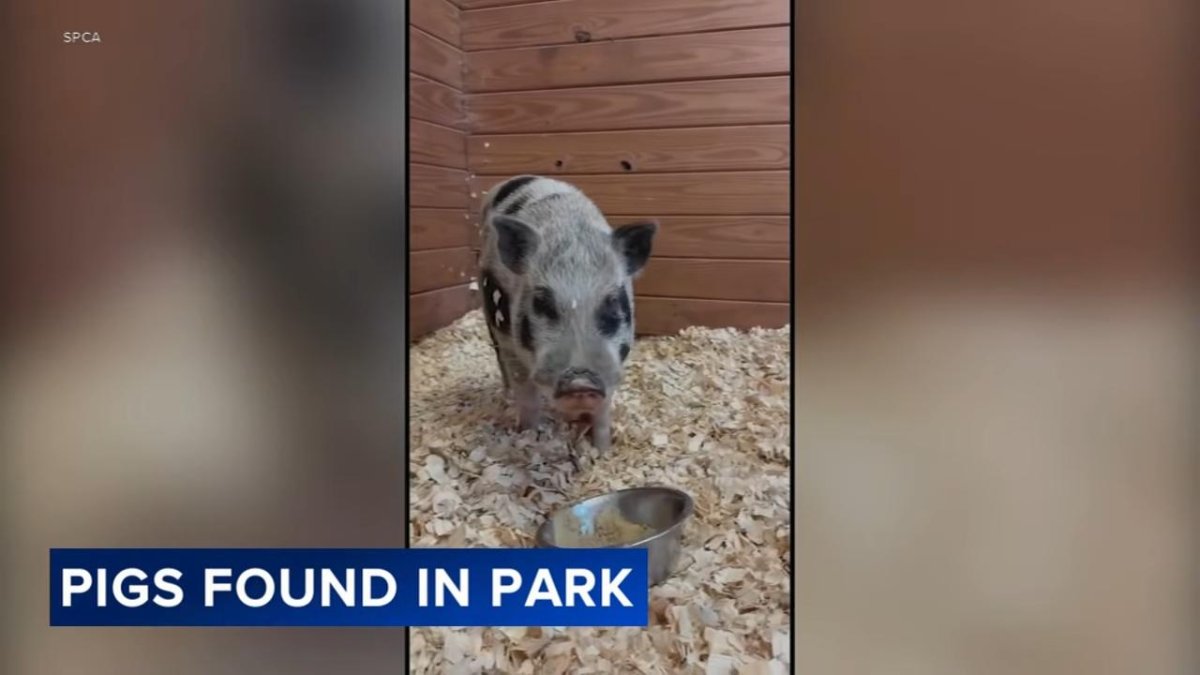 Watch: Pig found loose in Pennsylvania park for a second time