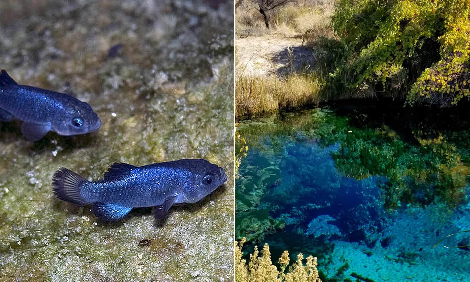 Population of world's rarest fish plummets from 212 to 20 after ...