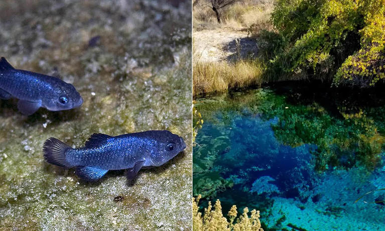 Population of world's rarest fish plummets from 212 to 20 after ...