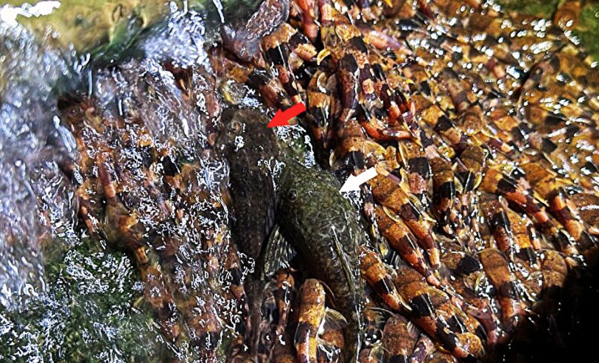 Scientists Capture First-Ever Video Of Tiny Catfish Climbing A 13-Foot ...