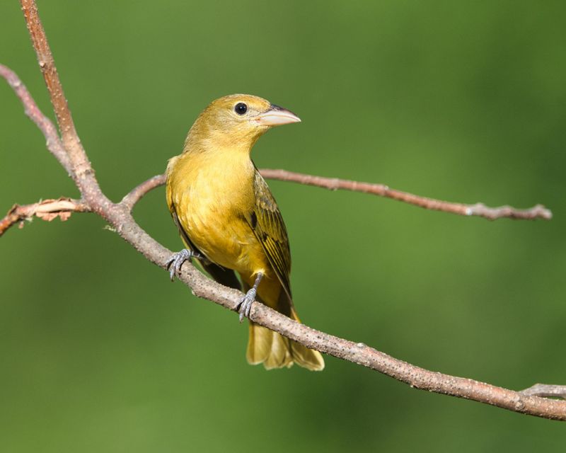 8 Birds That Look Like Cardinals But Aren’t
