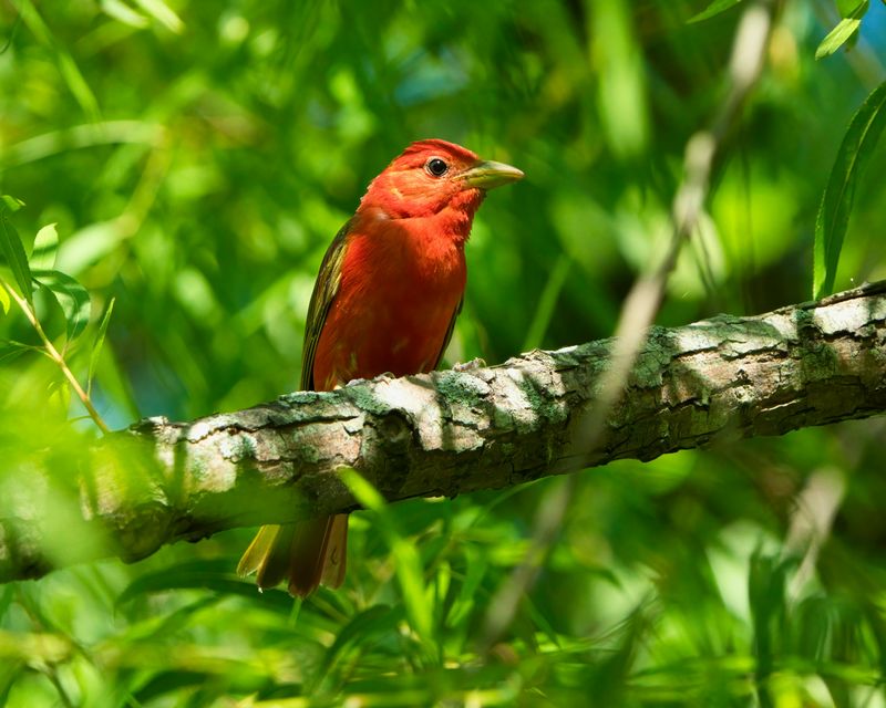 8 Birds That Look Like Cardinals But Aren’t