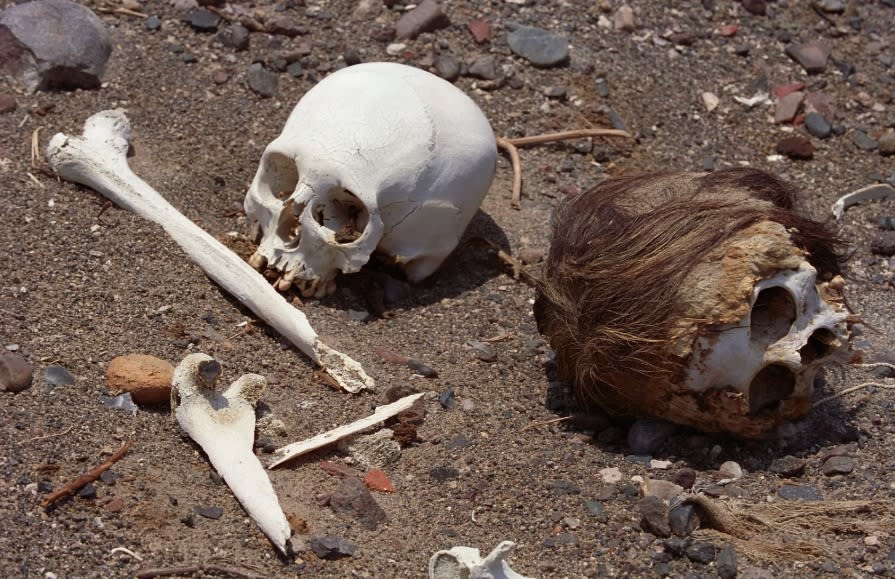 Skulls for sale: inside the shocking legal void fueling Britain’s black ...