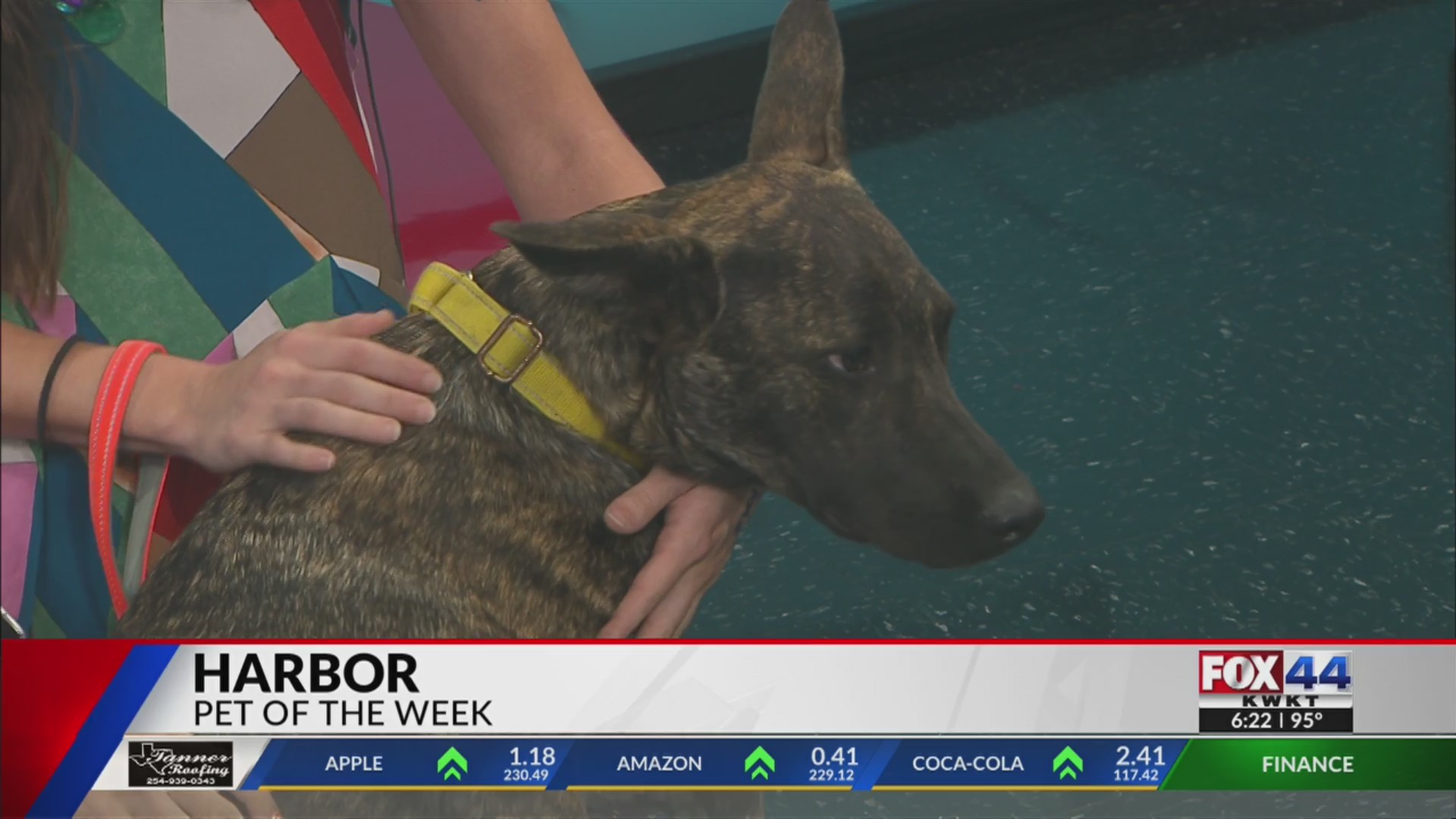 Pet of the Week: Harbor the Plott Hound Mix