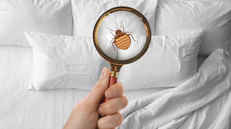 Common Questions About Bed Bugs Answered