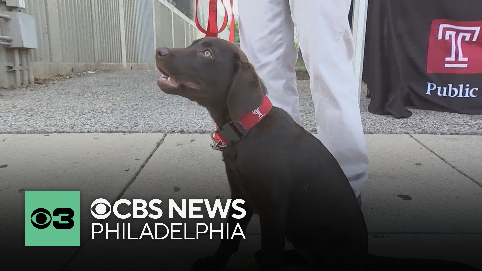 Meet Temple University's first therapy dog-in-training: Barkley.