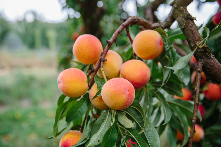 The Best Way to Eat a Peach, According to a 4th-Generation Fruit Farmer