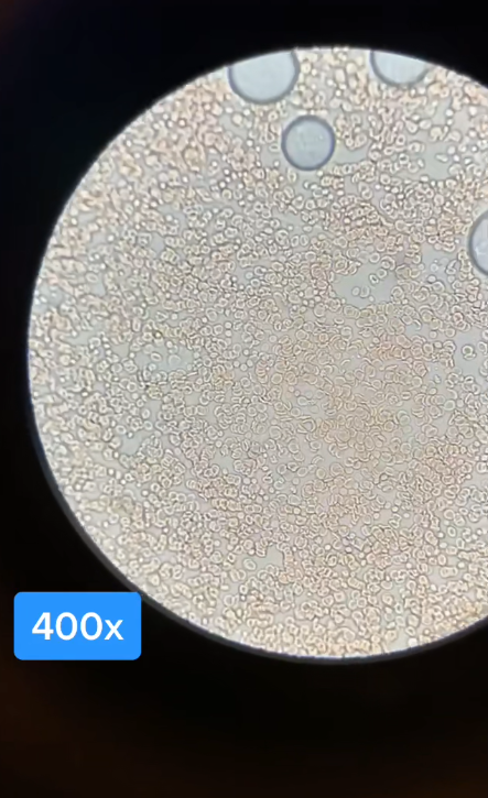 You Won’t Believe How These Things Look Under a Microscope!