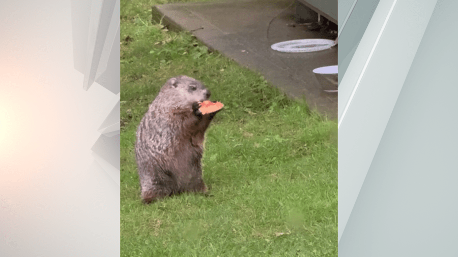 VIDEO: Groundhog spotted snacking on pizza slice