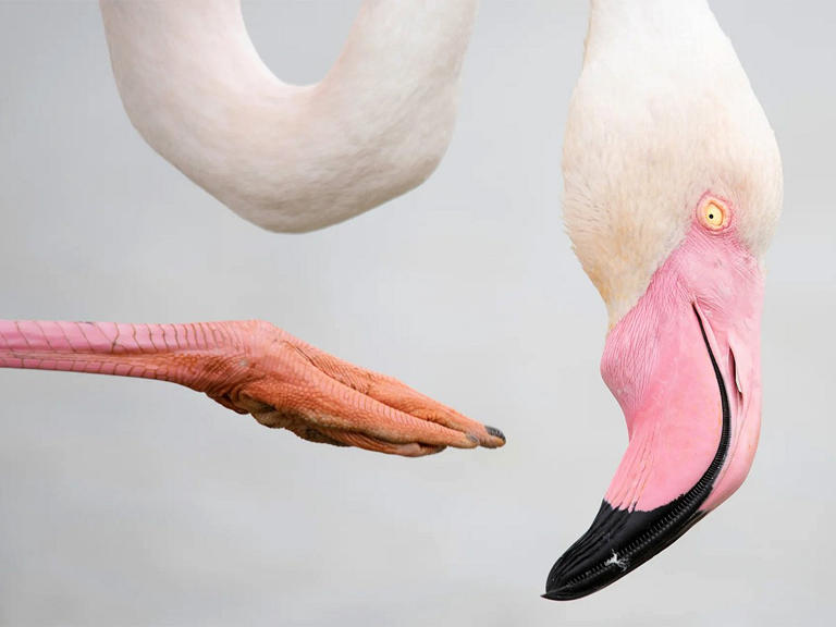 Wildlife Photographer of the Year 2025: First images revealed from ...