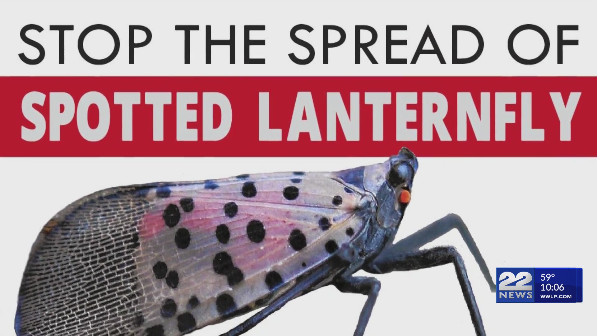 Invasive spotted lanternflies spread to 50 Massachusetts towns