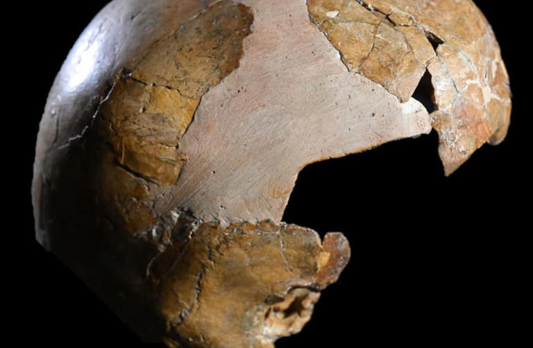 Two evolutionary changes underpinning human bipedalism are discovered