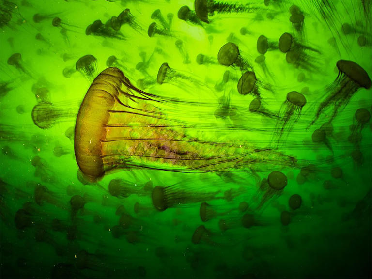 Wildlife Photographer of the Year 2025: First images revealed from ...