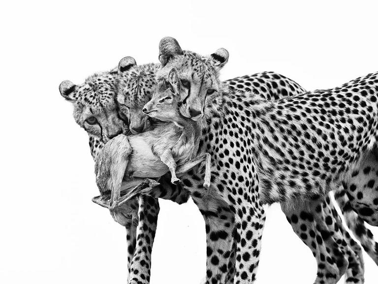 Wildlife Photographer of the Year 2025: First images revealed from ...